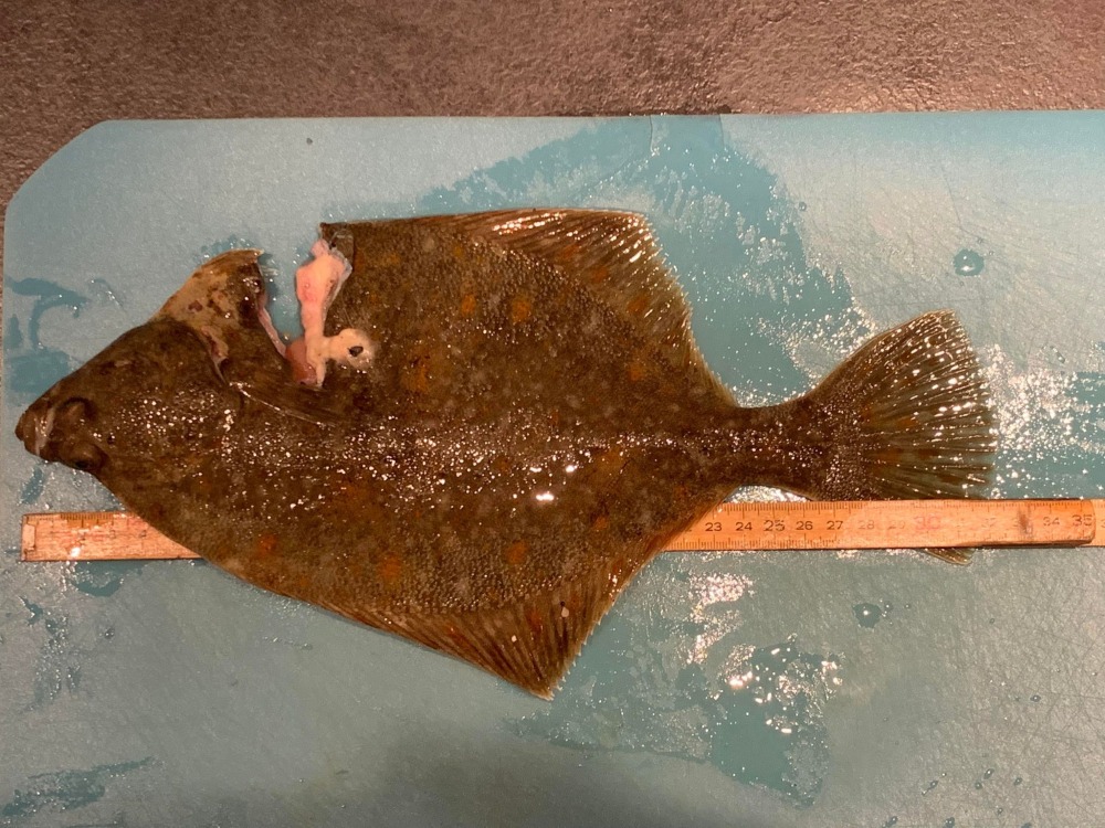 Skrubbe fanget af M.Tonder ved Tisvildeleje - uvjægeren.dk by Kingfish